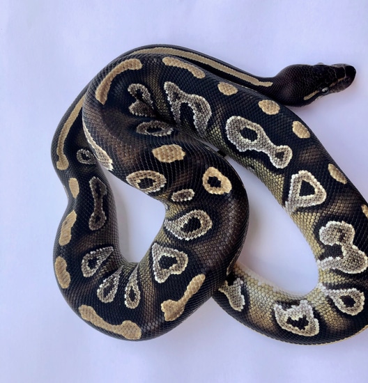 Blackhead Mojave Ball Python by PineGroveExotics