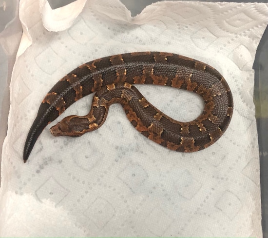 Red Belly Viper Boa by PineGroveExotics