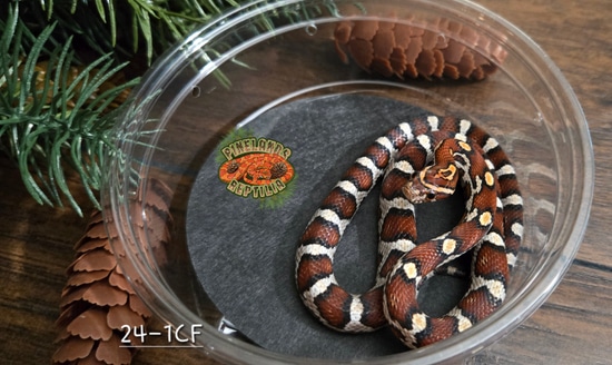 Miami Phase Ph Amel LBR X Mystic Exotics Corn Snake by Pinelands Reptilia