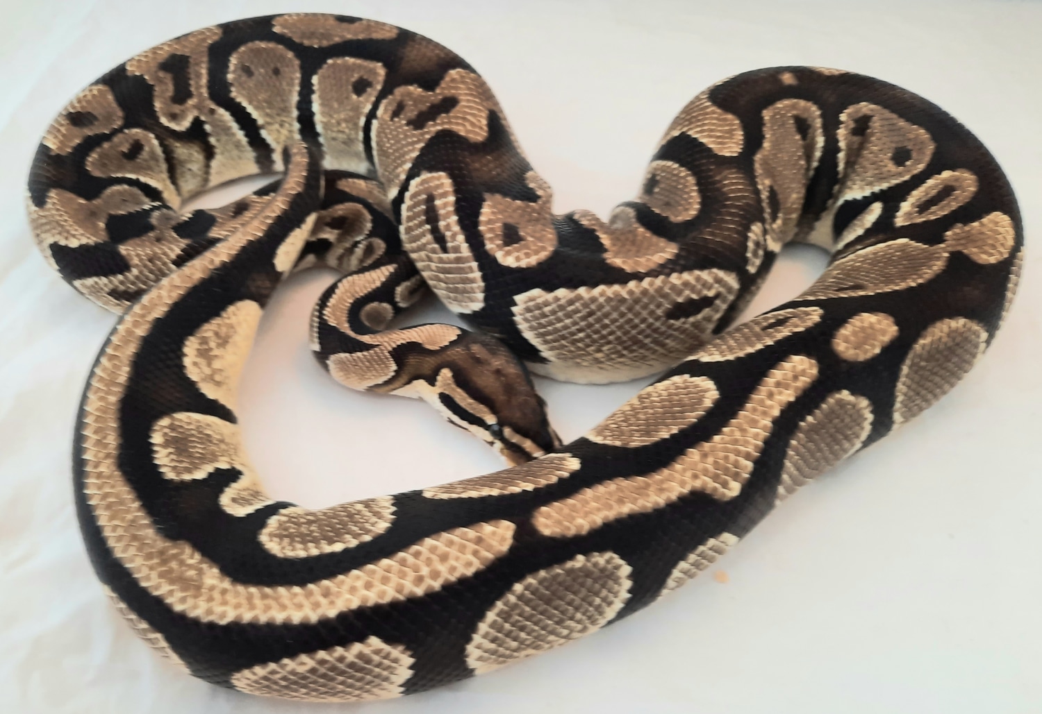 Orange Dream Specter Ball Python by Pinewood Royal Pythons - MorphMarket