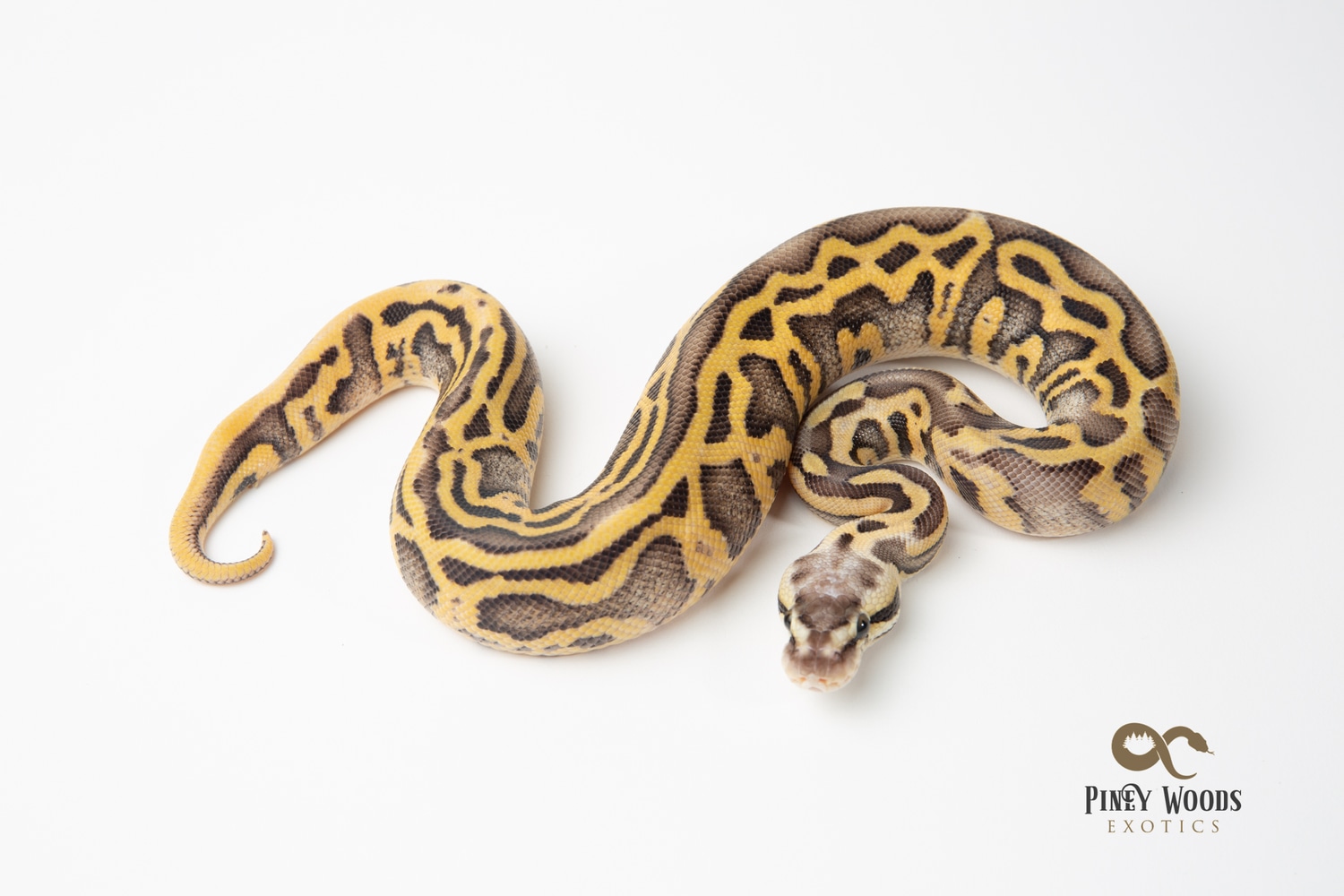 Super Pastel Leopard Het Clown Ball Python by Piney Woods Exotics ...