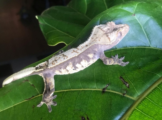 Creamy Lavender Harley Crested Gecko by Gigi’s Creature Lair