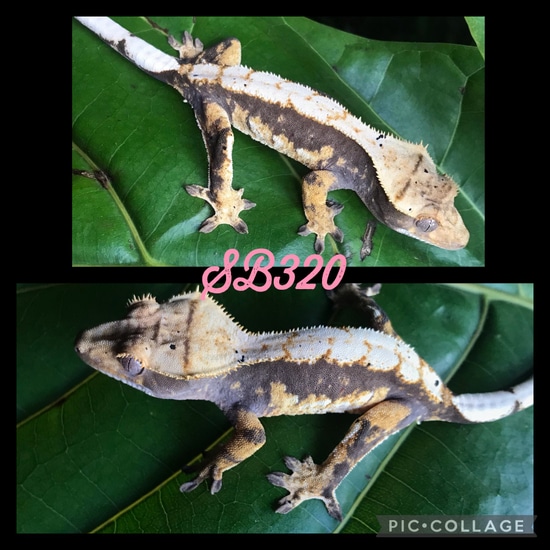 Dark Base Lavender Tricolor Crested Gecko by Gigi’s Creature Lair