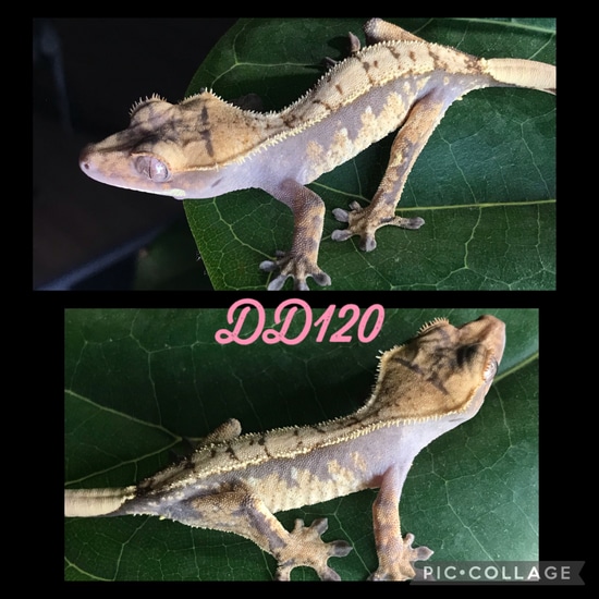 Creamy Lavender Crested Gecko by Gigi’s Creature Lair