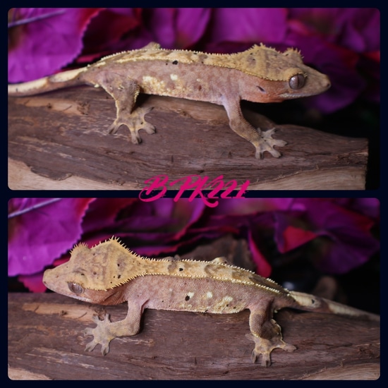 Pink/red Flame Dalmatian Crested Gecko by Gigi’s Creature Lair