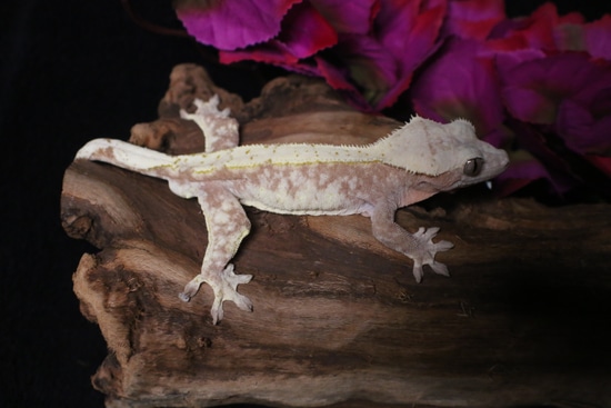 Dream Lover Pink Proven Breeder Crested Gecko by Gigi’s Creature Lair