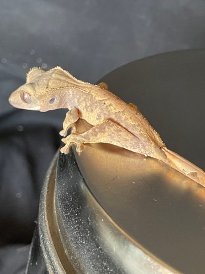 Pink Line Baby Crested Gecko by Gigi’s Creature Lair