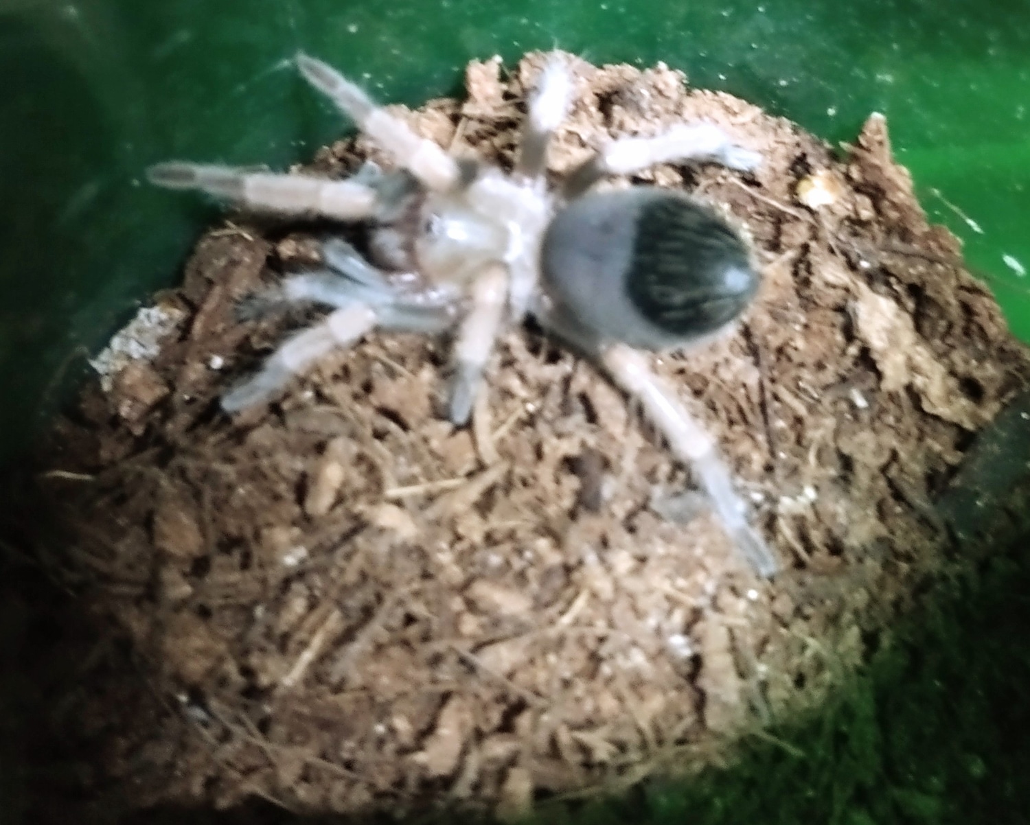 Brachypelma Boehmei - Mexican Fire Leg Tarantula by Nate’s Inverts ...