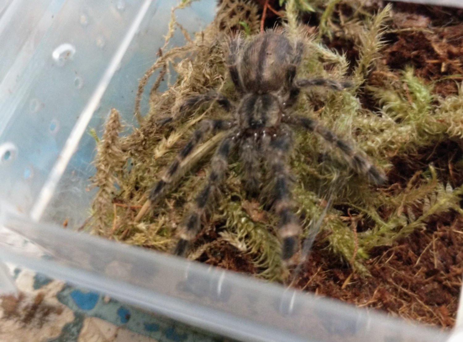 Poecilotheria Regalis (Indian Ornamental) Tarantula by Nate’s Inverts ...
