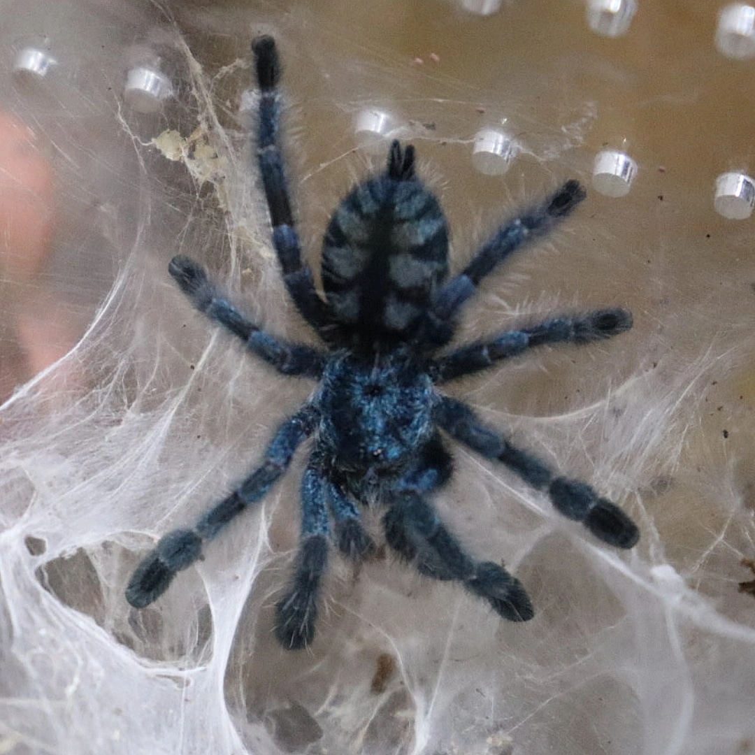Caribena Versicolor (Antilles Pinktoe) Tarantula by Nate’s Inverts ...
