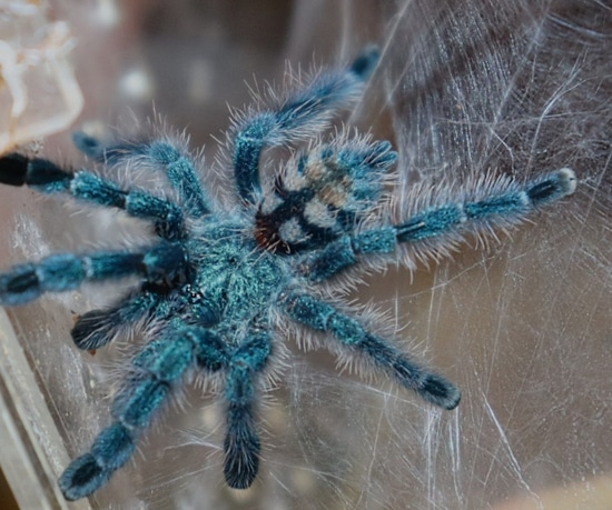 Caribena Versicolor - Antilles Pinktoe Tarantula by Nate’s Inverts