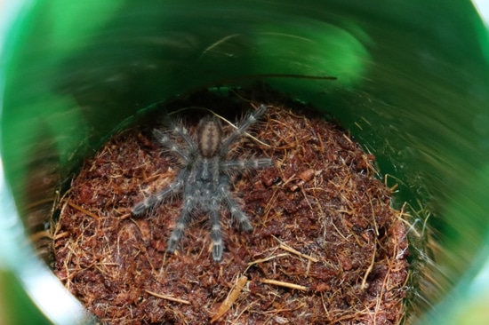 Poecilotheria Miranda - Bengal Spotted Ornamental Tarantula by Nate’s ...