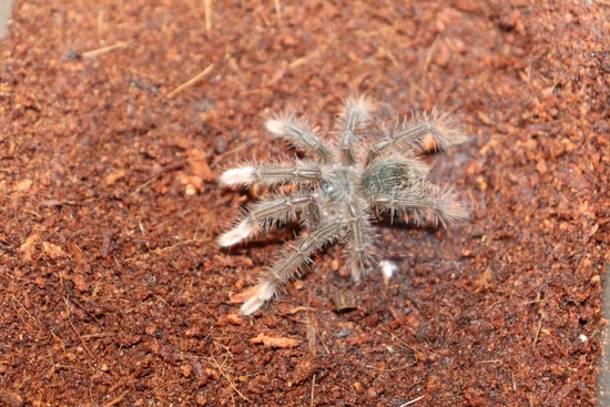 Burgundy Goliath 2 Inch - Theraphosa Stirmi Tarantula by Nate’s Inverts