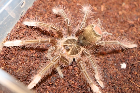 Pinkfoot Goliath 4 Inch - Theraphosa Apophysis Tarantula by Nate’s Inverts