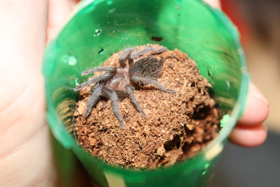 2” Mexican Rose Grey - Tliltocatl Verdezi Tarantula by Nate’s Inverts