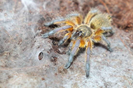 Golden Blue Leg Baboon - Harpactira Pulchripes Tarantula by Nate’s Inverts