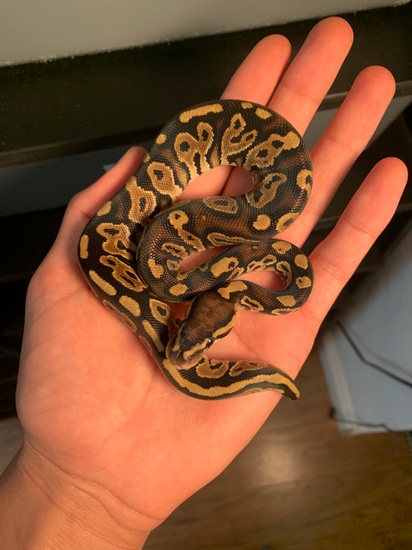 Sapphire Ball Python by Pinnacle Pythons