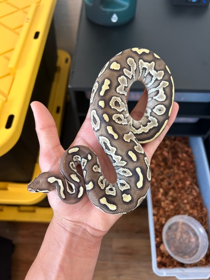 Lesser Sapphire Ball Python by Pinnacle Pythons
