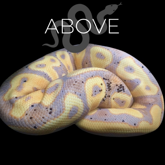 PB Banana Leo Het Clown 66% Het Pied Female-Maker “Apollo” Ball Python ...