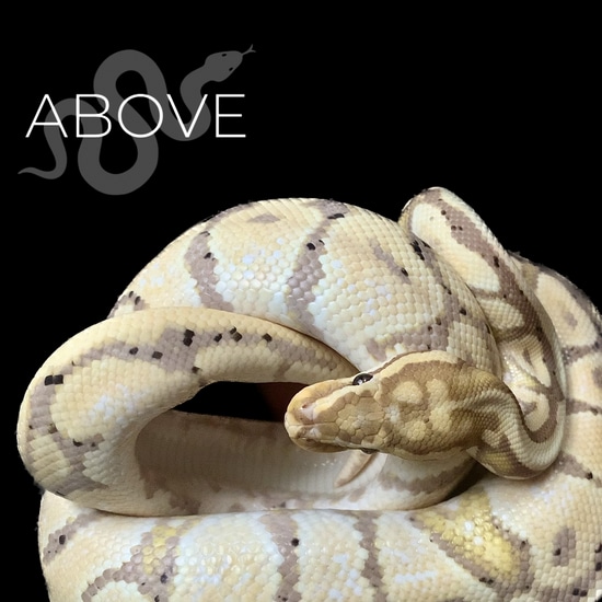 RTB/PB Banana SN Het Clown (OD/GBB) Ball Python by ABOVE