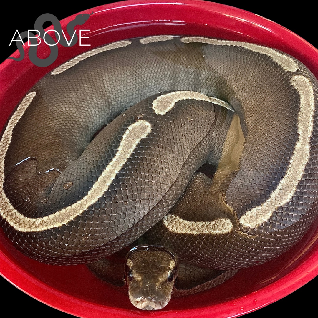 GRAVID! GHI Mojave (JKR) Ball Python by ABOVE - MorphMarket