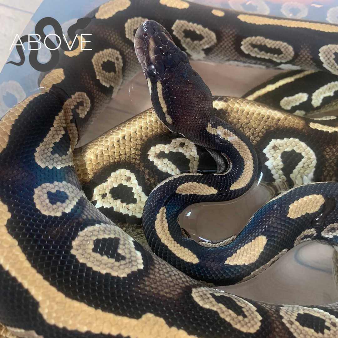 💥SALE💥 RTB Black Head Phantom “Opry” Ball Python by ABOVE - MorphMarket