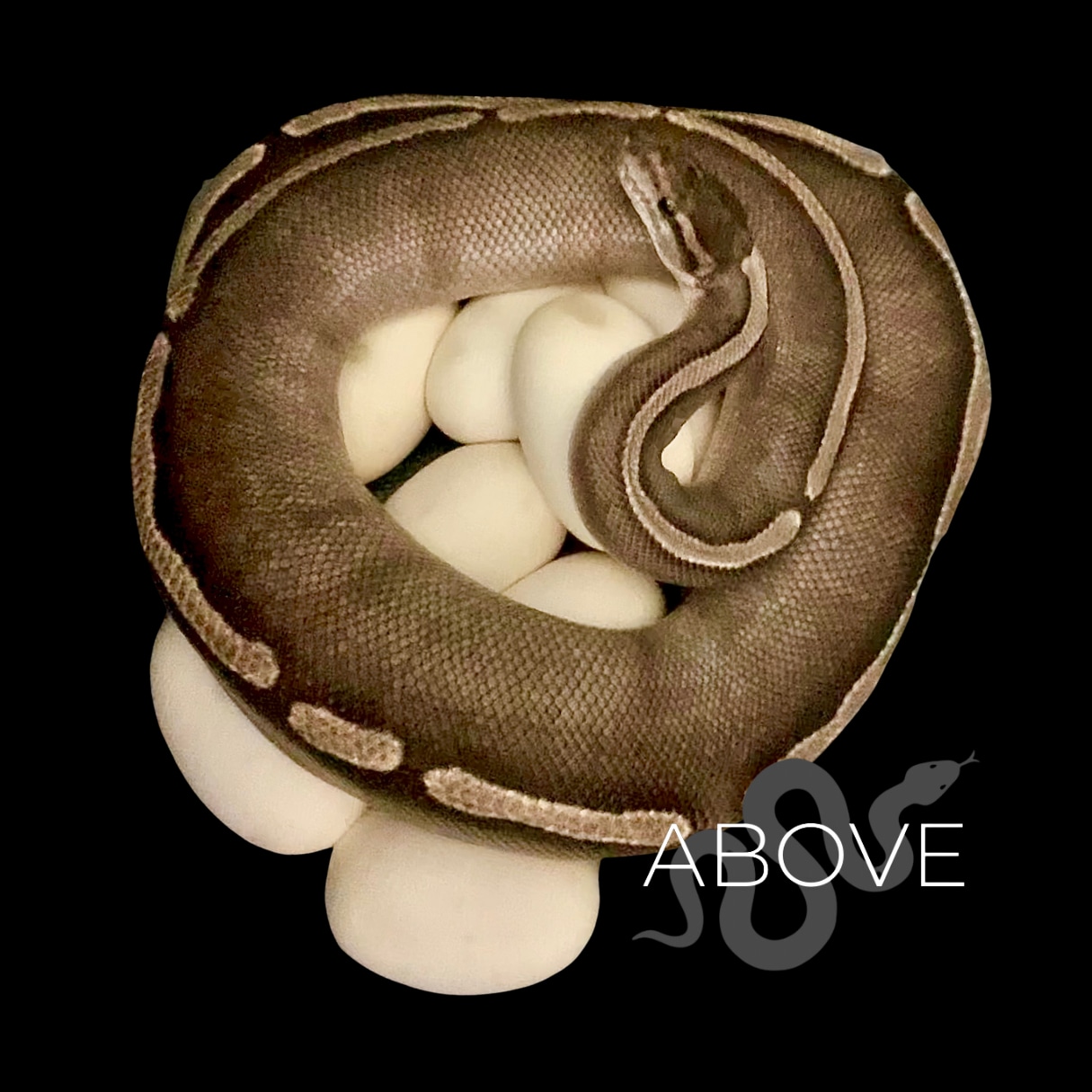 (JKR) 9 Egg-Layer GHI Mojave — “Rhea” Ball Python by ABOVE - MorphMarket