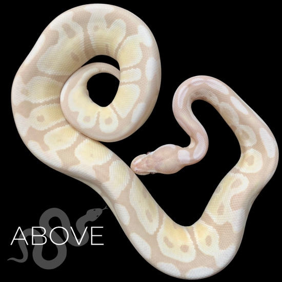 2x Recessive FEMALE! Lavender Snow (Free Shipping) “Lilac” Ball Python ...