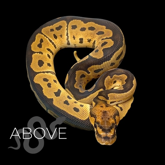 Clown 50% Het Lavender Pos Het Pied (Pos Blade) -- "Mel" Ball Python by ABOVE
