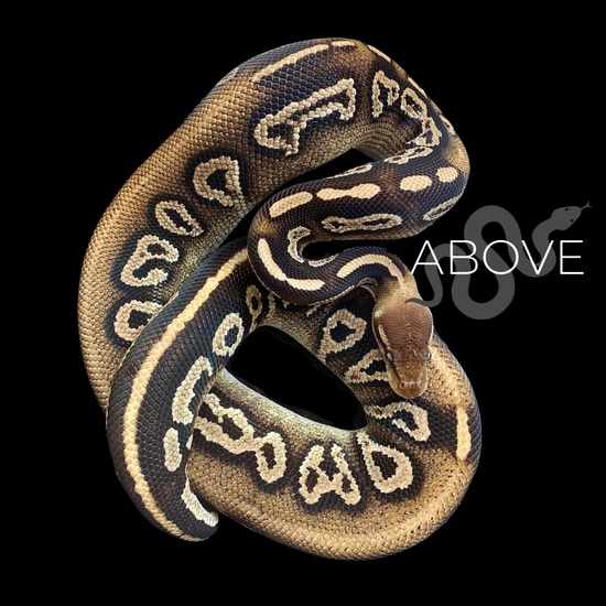 💥SALE💥 RTB Soon! Black Head Phantom Pastel Ball Python by ABOVE