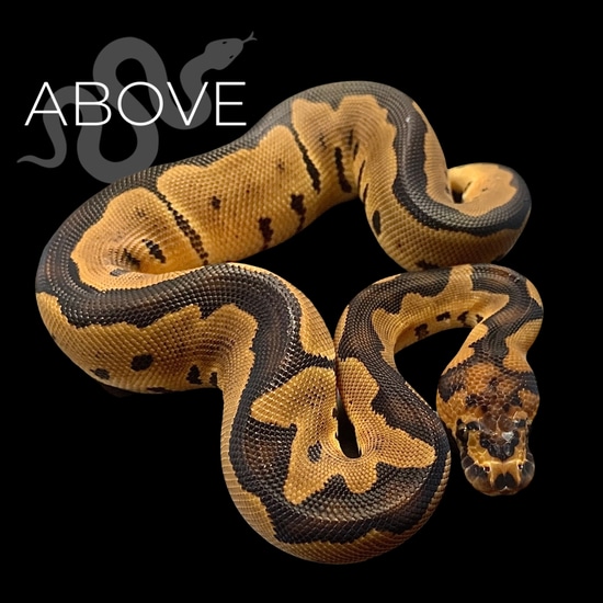 (400+g!) Blade Clown 50% Het Lavender Pos Het Pied -- "Erato" Ball ...