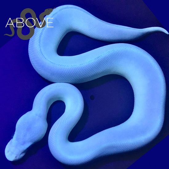"LucilleBall" (NFS) Blue Eyed Lucy (Moj Les) GHI Blade Het Clown 50% ...