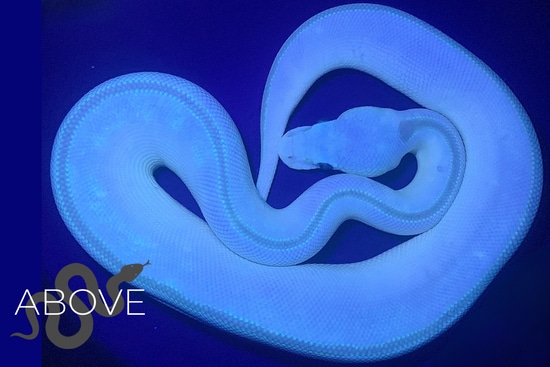 [Part Of COLLECTION Group] 💙Blue Eyed Lucy 💙 (Mojave Les) GHI Blade 100% Het Clown 50% Het Lav ...