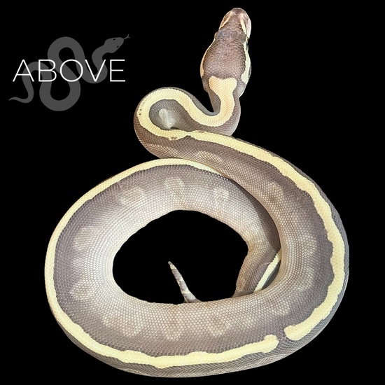 [Part Of COLLECTION Group] GHI Blade Lesser Het Clown 50% Het Lav Pos ...