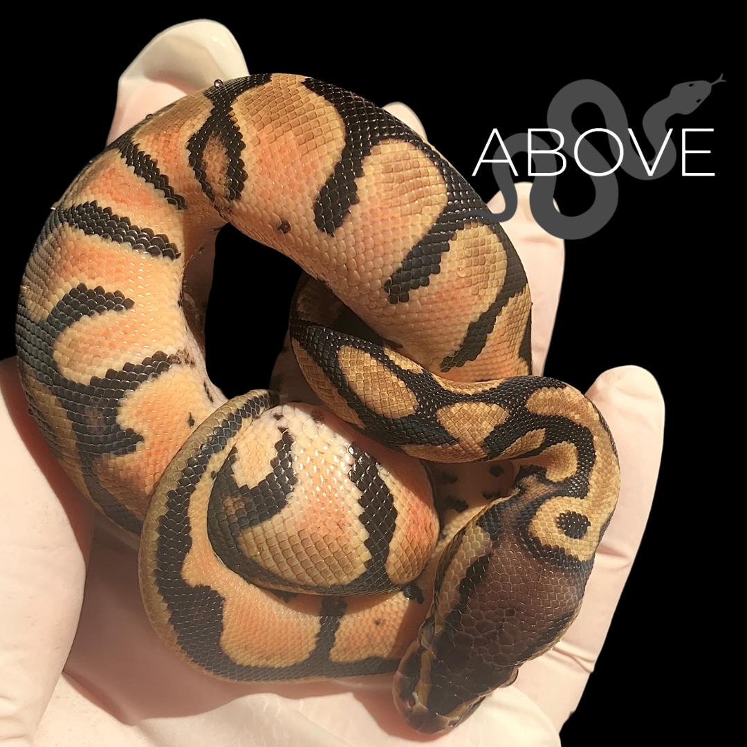 Odyb [Orange Dream Yellow Belly] Pastel 100% Het Desert Ghost Het Pied ...