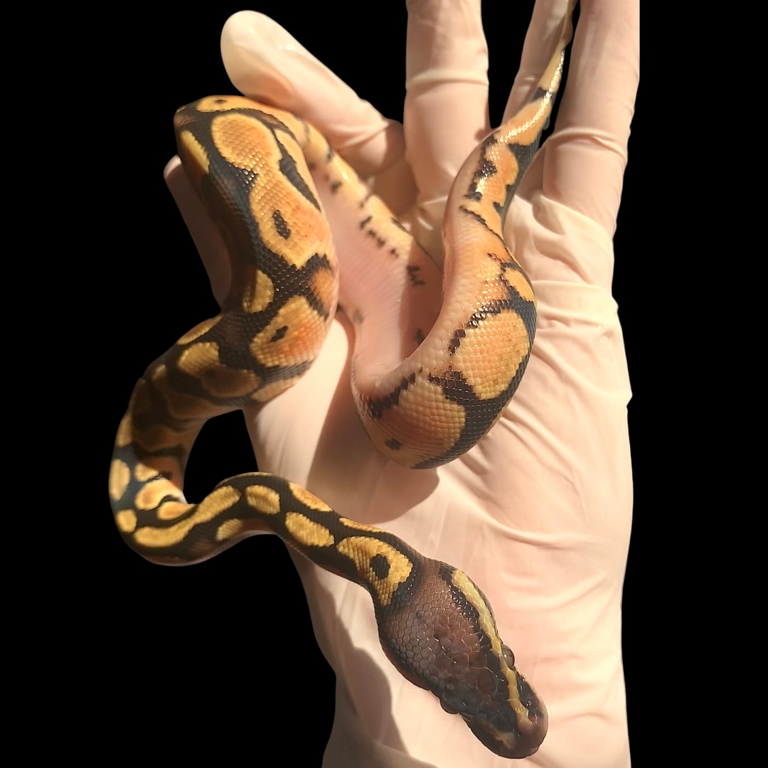 Odyb [Orange Dream Yellow Belly] Pastel 100% Het Desert Ghost Het Pied ...