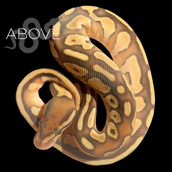 [Part Of COLLECTION Group] Yellow Belly Lesser Pastel 100% Het Desert ...