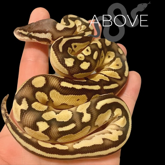 OD Lesser Pastel 100% Het Desert Ghost 50% Het Pied Pos Het TSK ...