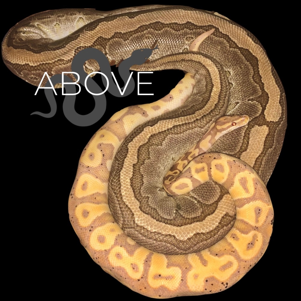 (Likely Gravid) 10 Egg-Layer Kingpin “Emi” Ball Python by ABOVE ...
