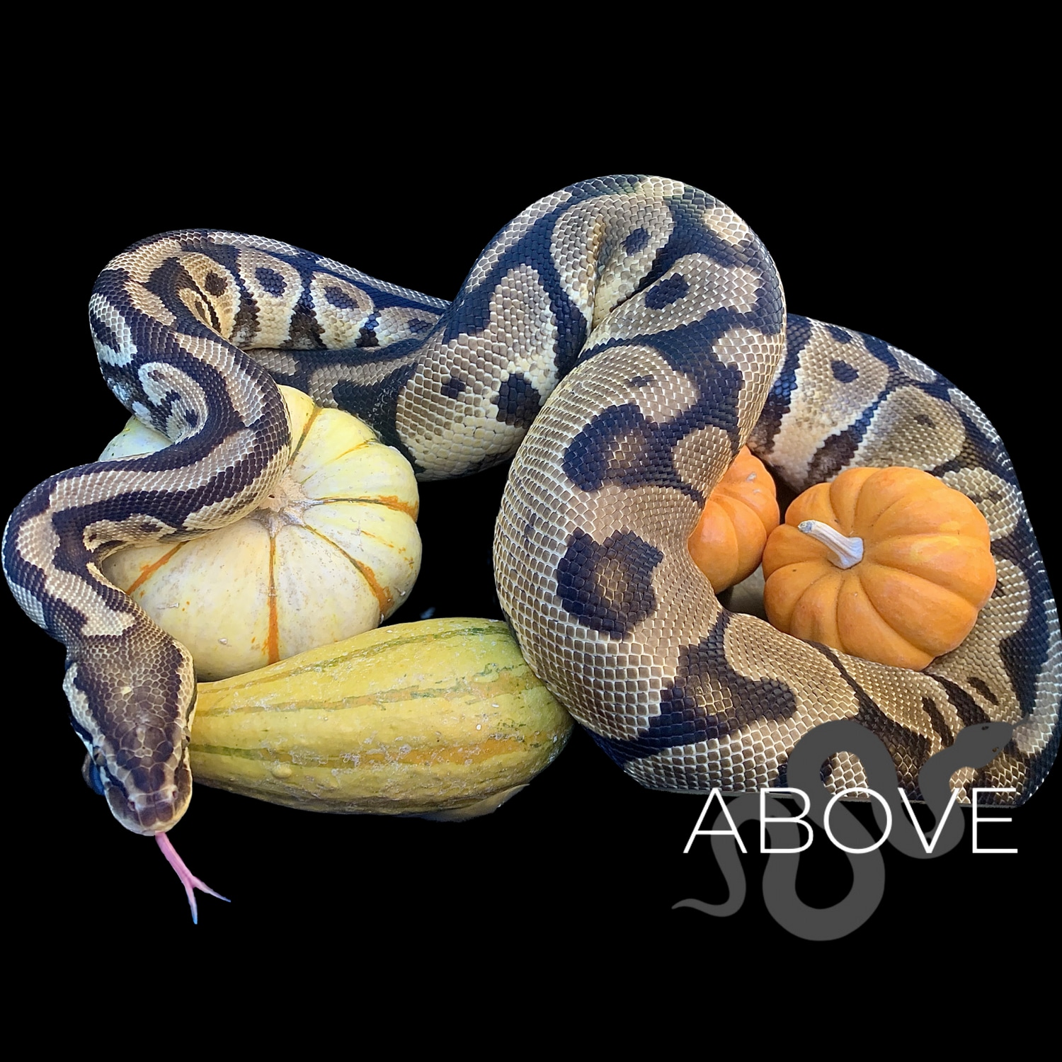 RTB 🤯 16 Egg Layer! 🤯 Yellow Belly Pastel — “Yelly” Ball Python by ...