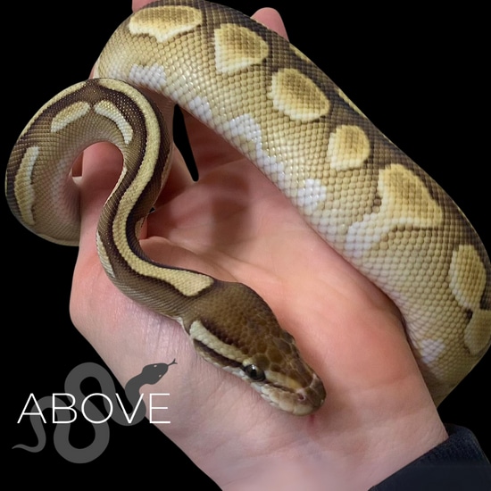 ODYB Lesser Pastel 100% Het Desert Ghost 50% Het Pied Pos Het TSK ...