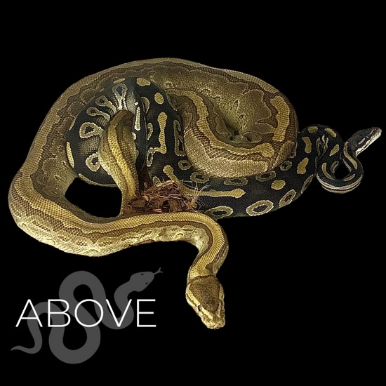 (Breeding!) Black Head Phantom “Opry” Ball Python by ABOVE