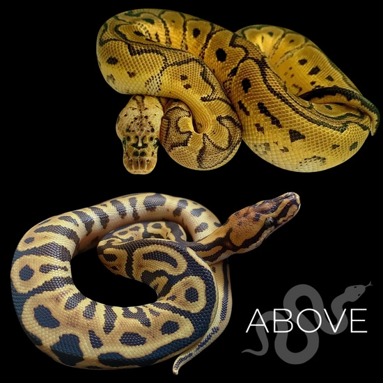 Batman Grail Project Pair: ~ 400g And Unrelated! Ball Python by ABOVE