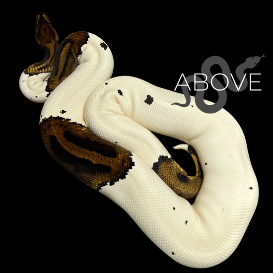 [Part Of COLLECTION Group] "Freckles" -- NFS Pied Ball Python by ABOVE