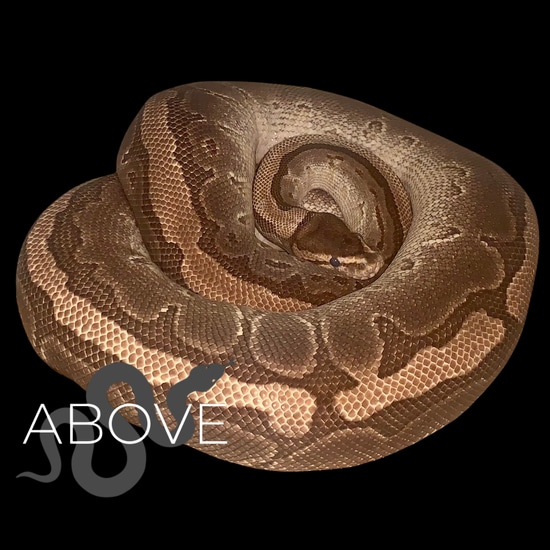[Part Of COLLECTION Group] 10 Egg-Layer Kingpin “Emi” Ball Python by ABOVE