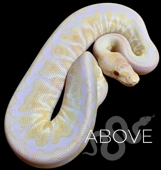 [🥇Female MM FIRST!🥇] Spotnose Lesser Blade Lavender Het Clown Pos Het ...
