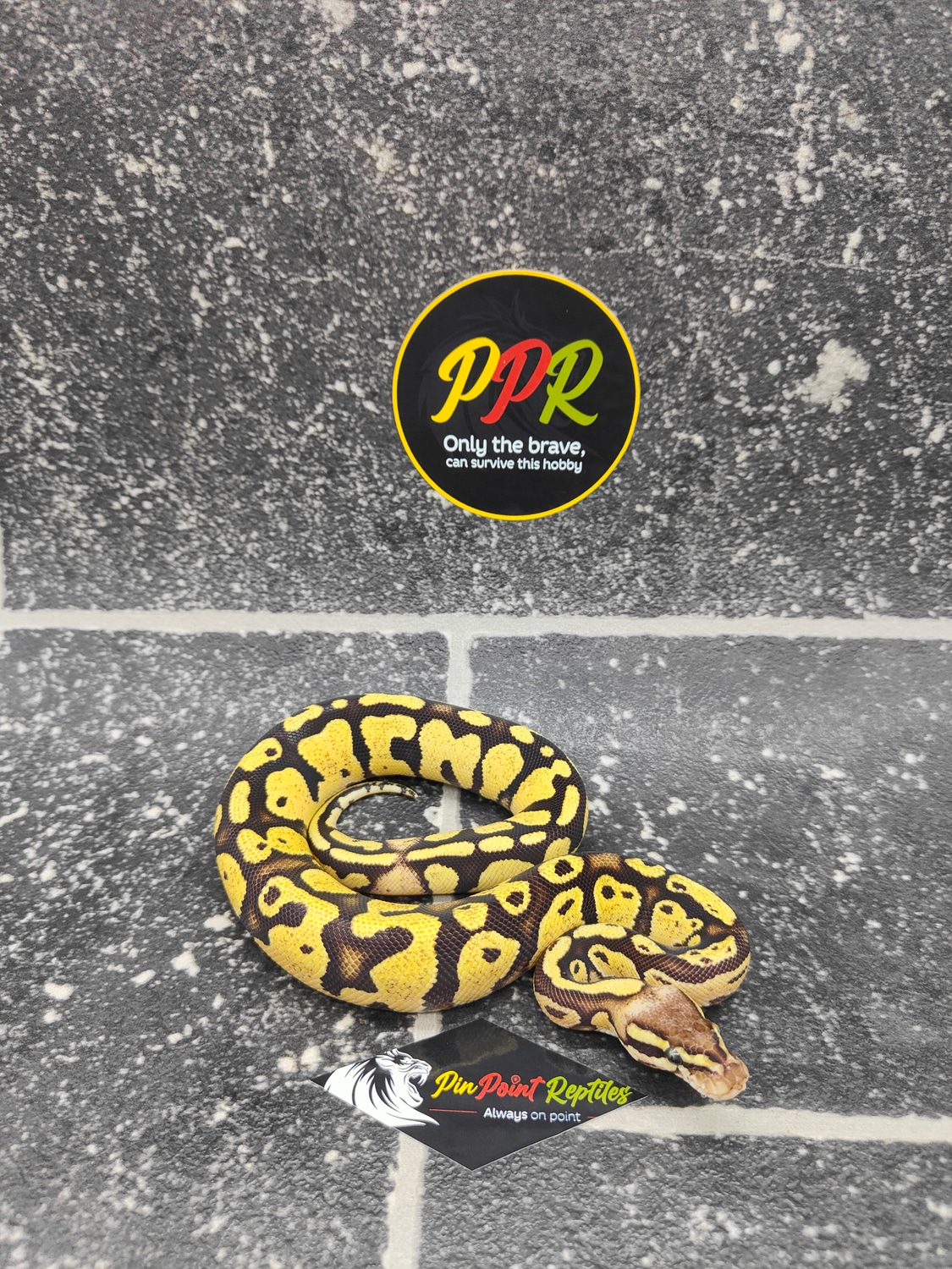 Firefly Het VPI Axanthic Poss Het Albino Ball Python by Pin Point ...