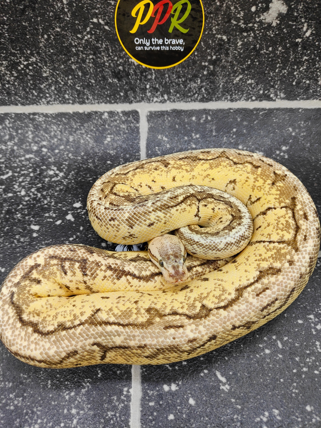 Dragonfly Ball Python by Pin Point Reptiles - MorphMarket