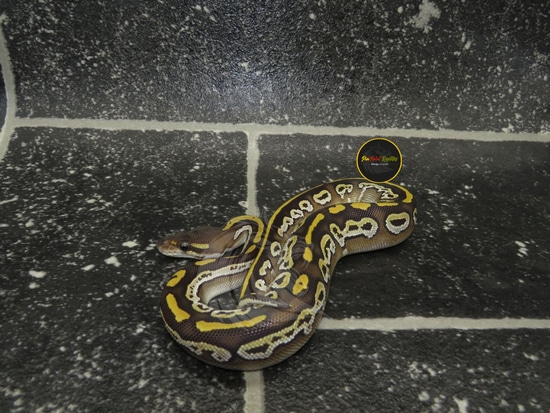 Mojave/Phantom Blackhead Het Albino Ball Python by Pin Point Reptiles ...