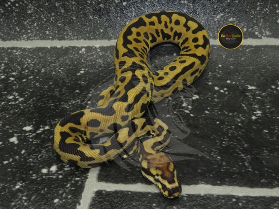 Leopard Spotnose Poss Super Leopard 66% Het Clown 50% Het Albino Ball ...